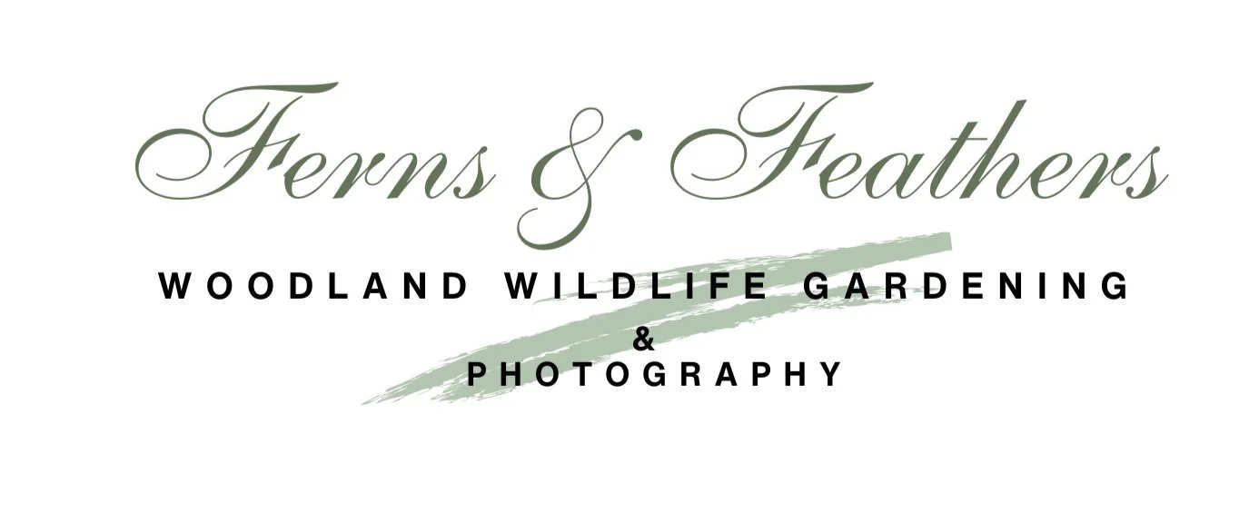 From a tiny acorn, a mighty oak grows — FERNS & FEATHERS